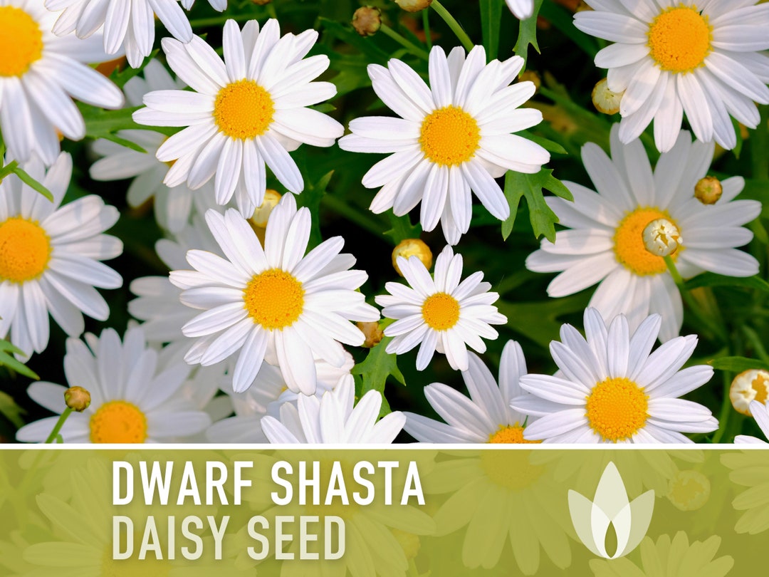 Dwarf Shasta Daisy Seeds - Heirloom, Edible, Cut Flowers - Etsy