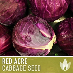 Red Acre Cabbage Seeds - Heirloom Seeds, Microgreens, Sprouting Seeds ...