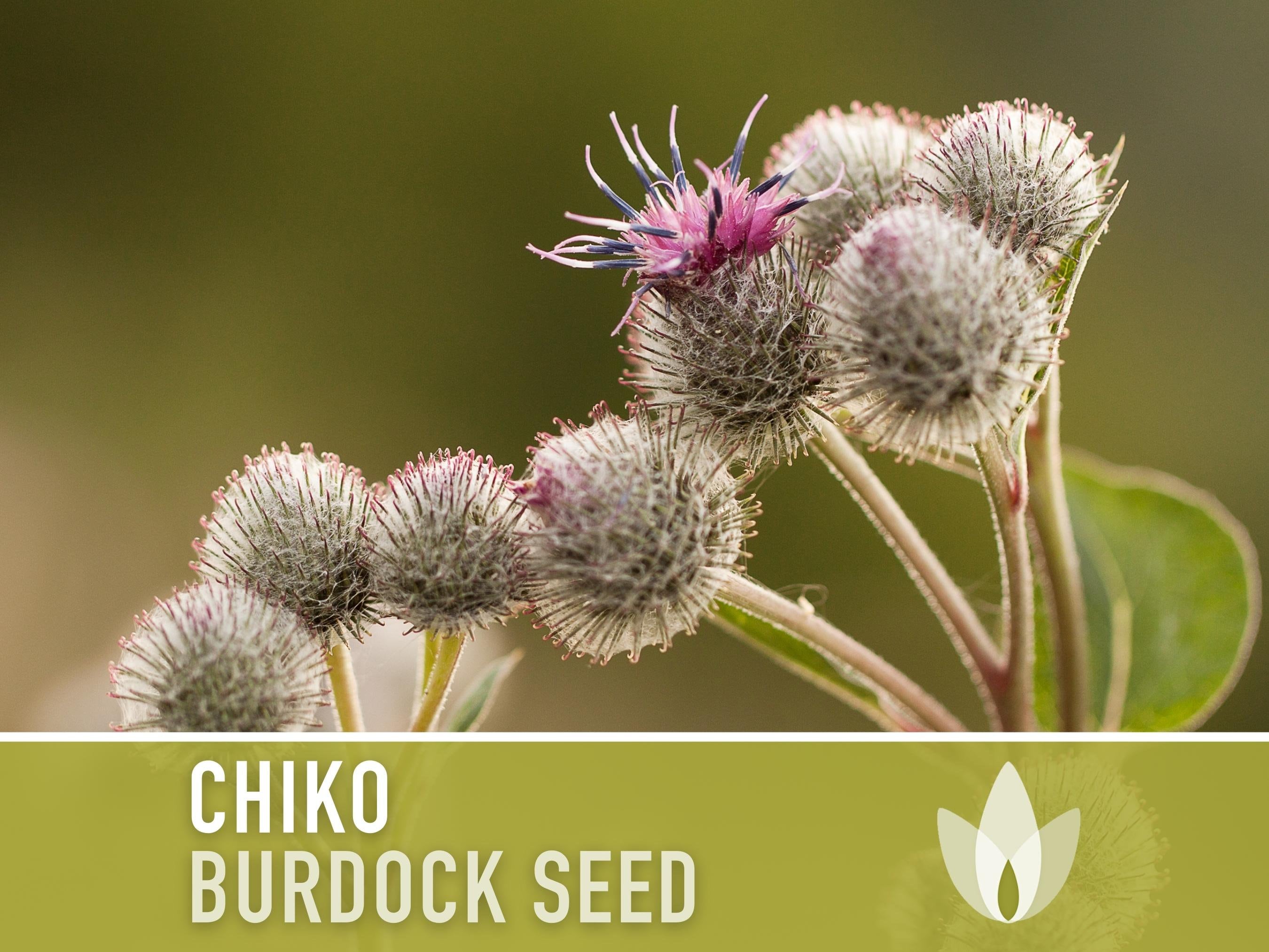 Burdock Seed