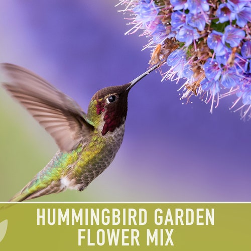 Hummingbird Garden Flower Mix Flower Seeds Heirloom Native - Etsy