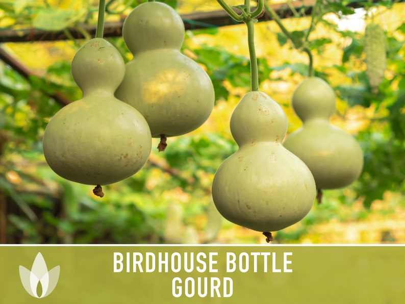 Birdhouse Bottle Gourd Seeds Heirloom Seeds Vining Squash - Etsy
