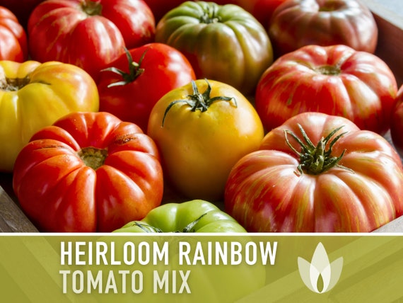 Heirloom Tomato Seeds
