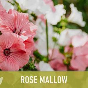 Rose Mallow Flower Seeds - Heirloom Seeds, Tree Mallow Seeds, Hibiscus ...
