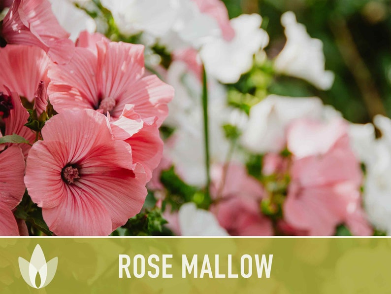 Rose Mallow Flower Seeds Heirloom Seeds Tree Mallow Seeds - Etsy