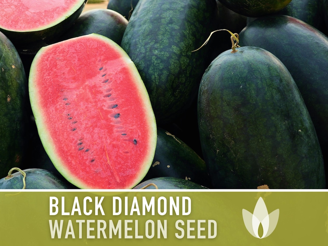 Black Diamond Watermelon Heirloom Seeds - Etsy