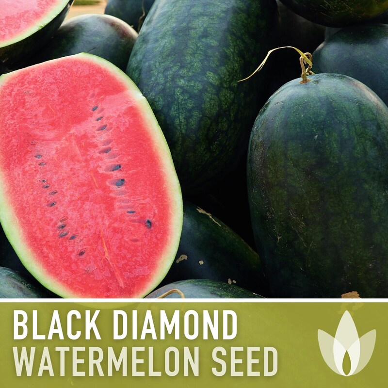 Black Diamonds Watermelon - Etsy