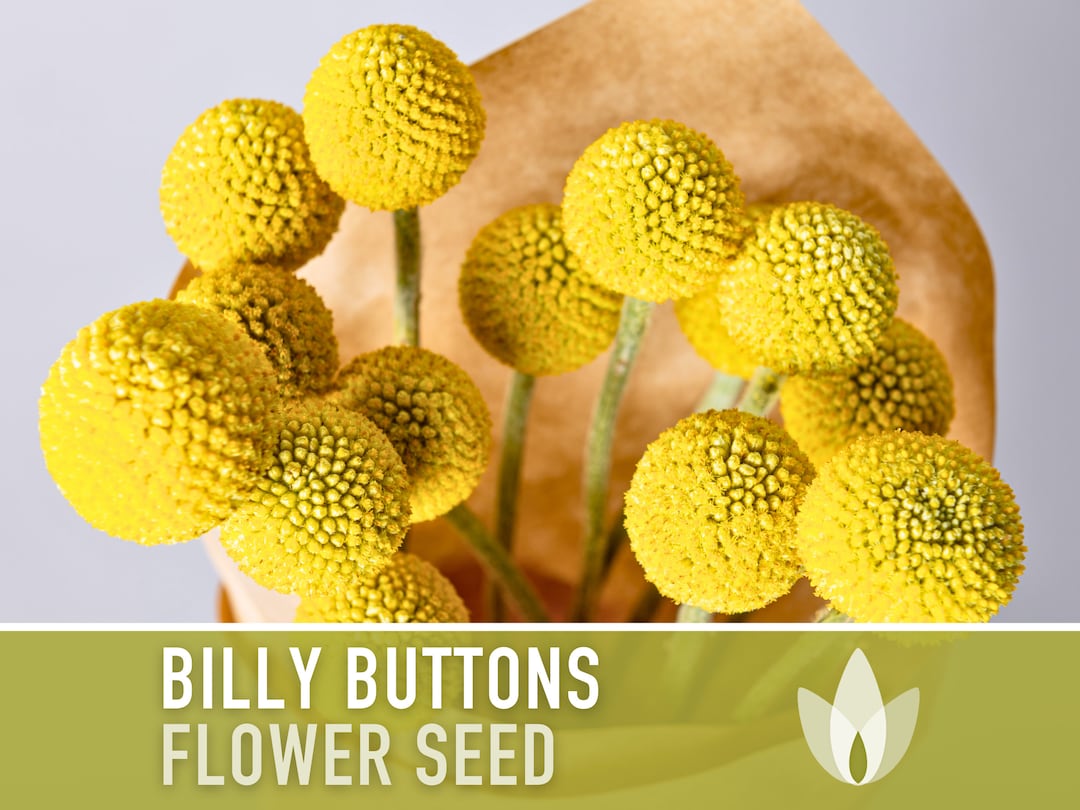 Billy Buttons (drumsticks) Flower Seeds - Heirloom Seeds, Drumstick ...