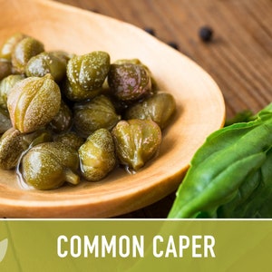 Caper Seeds - Heirloom Seeds, Caper Bush Seeds, Medicinal & Culinary Herb, Capparis Spinosa ...