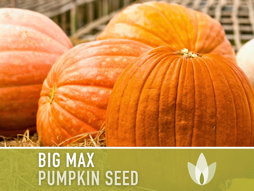 Big Max Pumpkin Seeds - Heirloom Seeds, Jack-o-lantern Pumpkin Seeds ...