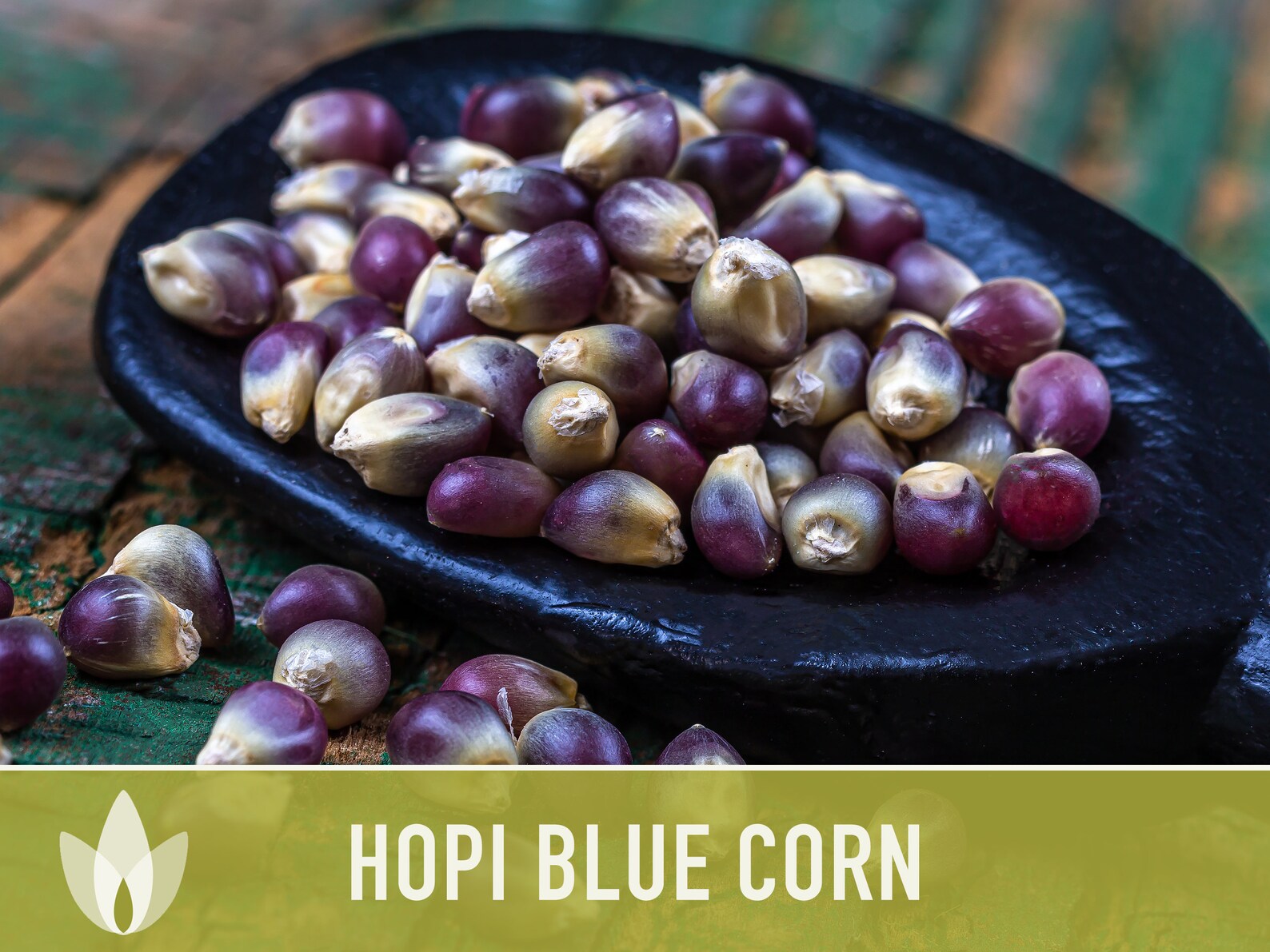 Hopi Blue Corn Heirloom Seeds Seed Packets Non-gmo Open - Etsy