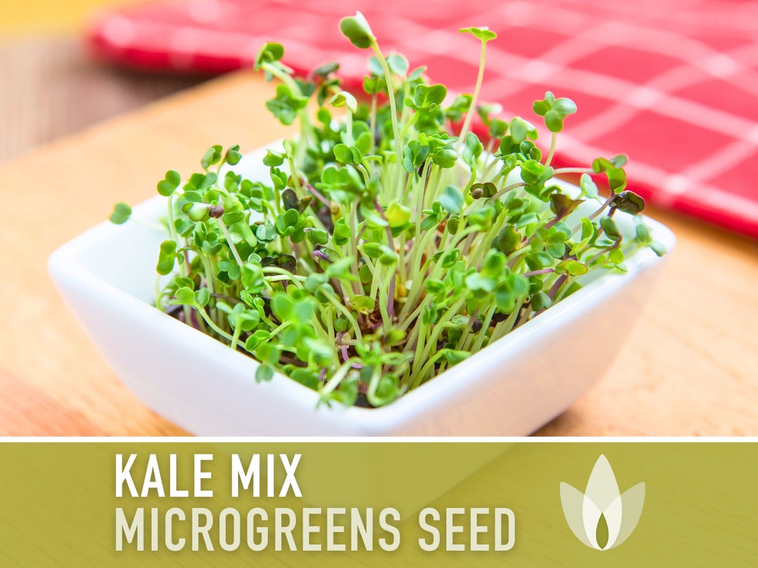 Kale Microgreens Seed Mix - Sprouting Mix, Microgreens Mix, Premier ...