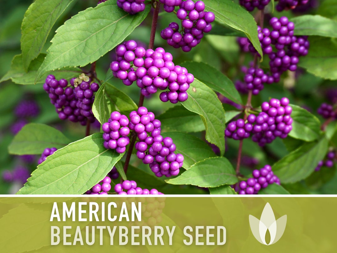 Beautyberry Seeds, American - Heirloom Seeds, Callicarpa Americana ...