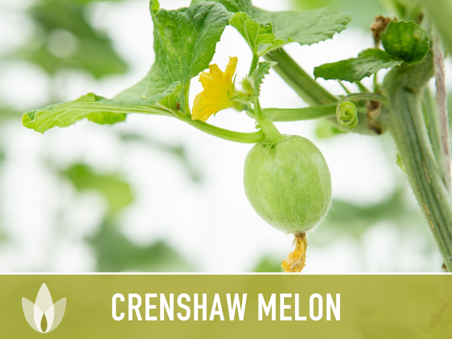 Crenshaw Melon Heirloom Seeds Muskmelon Sweet Large - Etsy