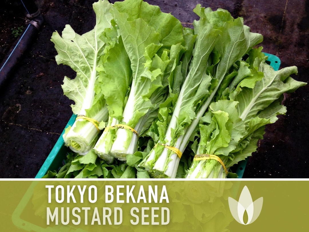 Tokyo Bekana Mustard Greens Heirloom Seeds - Microgreens, Fresh Salad ...