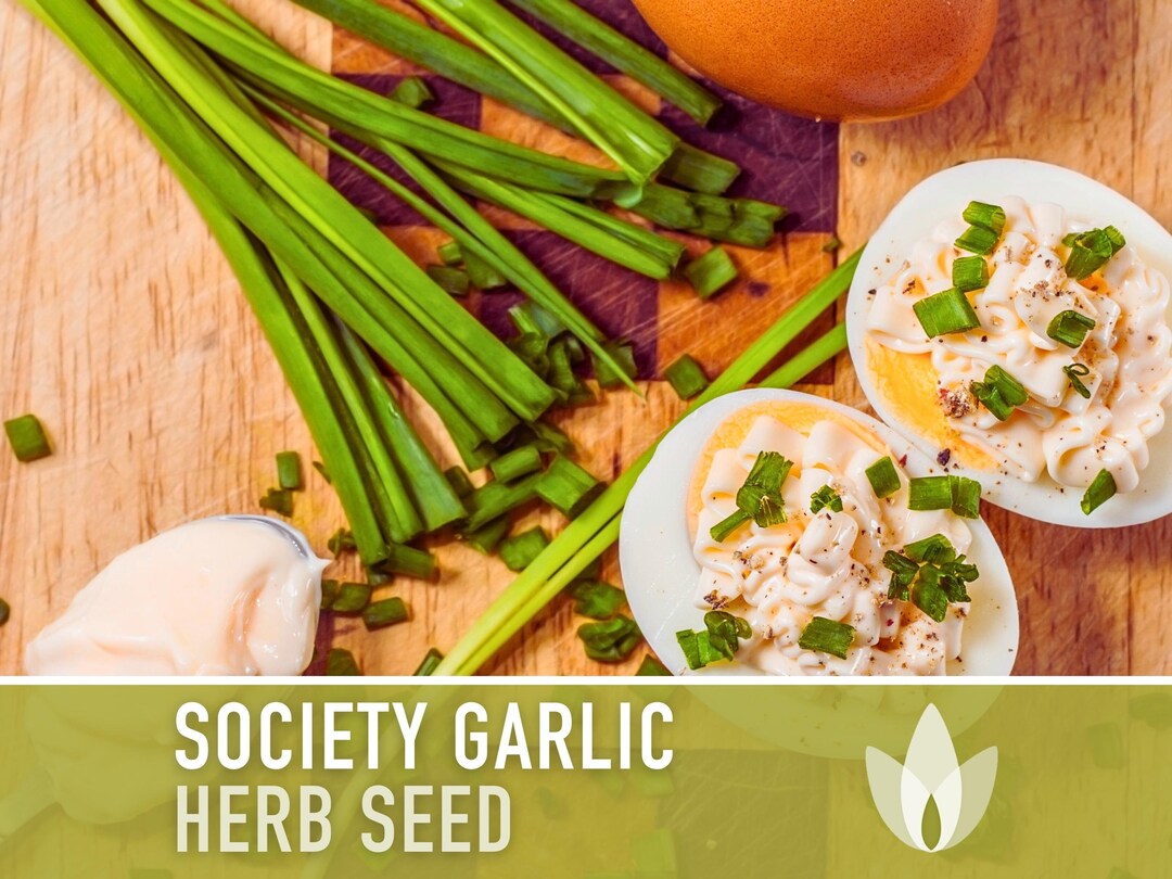 Society Garlic Seeds - Heirloom Seeds, Tulbaghia Violacea, Culinary Herb Seeds, Garlic Chives ...