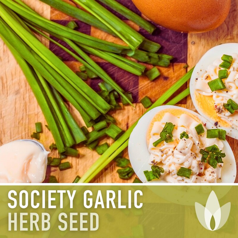 Society Garlic - Etsy