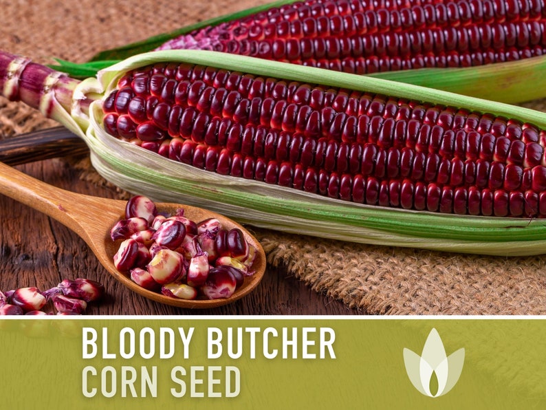 Bloody Butcher Corn Seeds - Heirloom Red Dent Flour Corn - Etsy