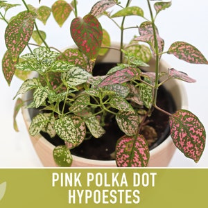 Pink Polka Dot Plant Seeds | 50+ Seeds, Heirloom, Houseplant, Shade ...