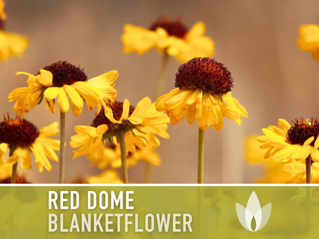 Red Dome Blanketflower Seeds - 100 Heirloom Seeds, Native Wildflower - Etsy