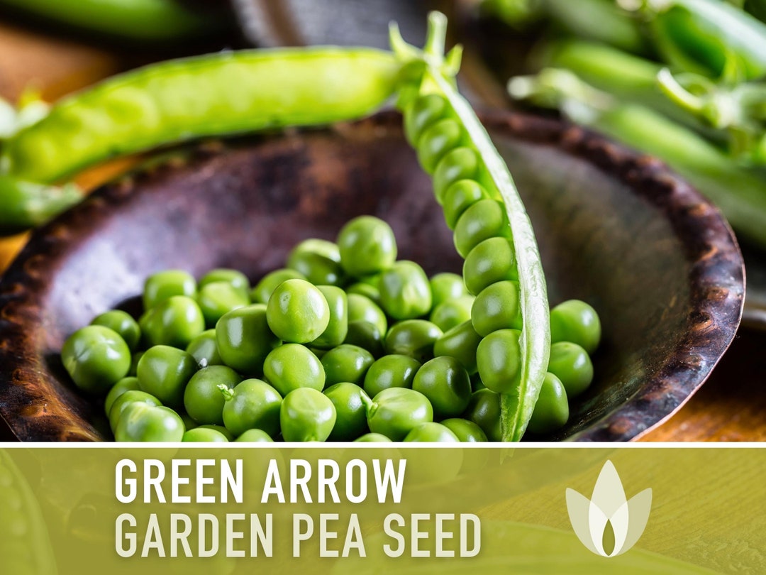 Green Arrow Pea Seeds - Heirloom, Open Pollinated, Canning - Etsy