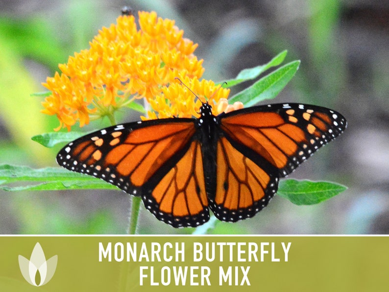 Monarch Butterfly Flower Seed Mix, Native Wildflower, Milkweed - Etsy