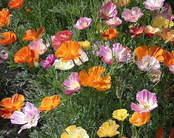 California Poppy Mix Heirloom Seeds Flower Seeds Cool | Etsy