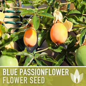Blue Passionflower Seeds | 20+ Seeds, Heirloom, Non-gmo, Vining Flower ...