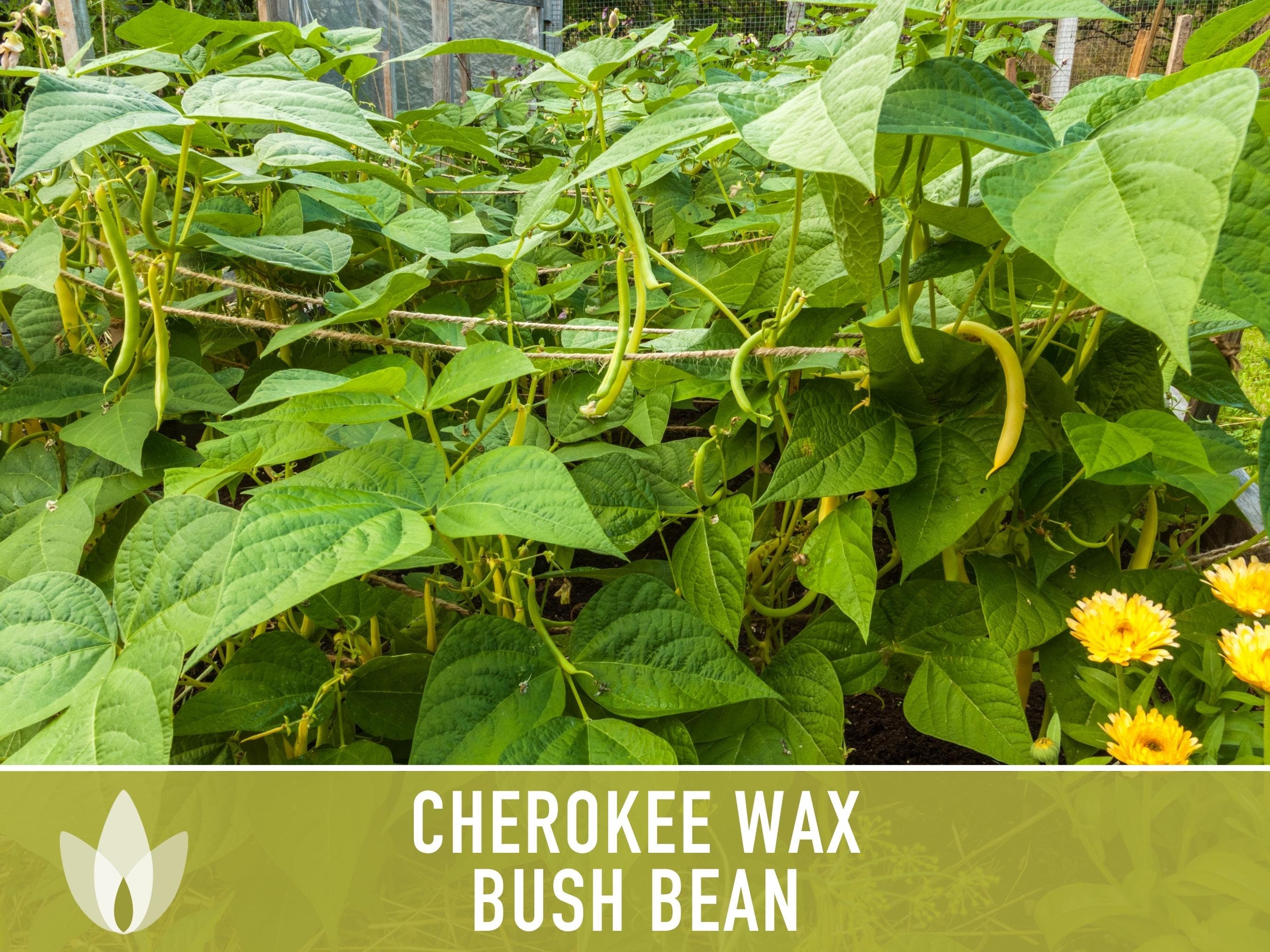 Cherokee Wax Bush Bean Seeds - Heirloom, Frozen Beans, Canned Beans ...