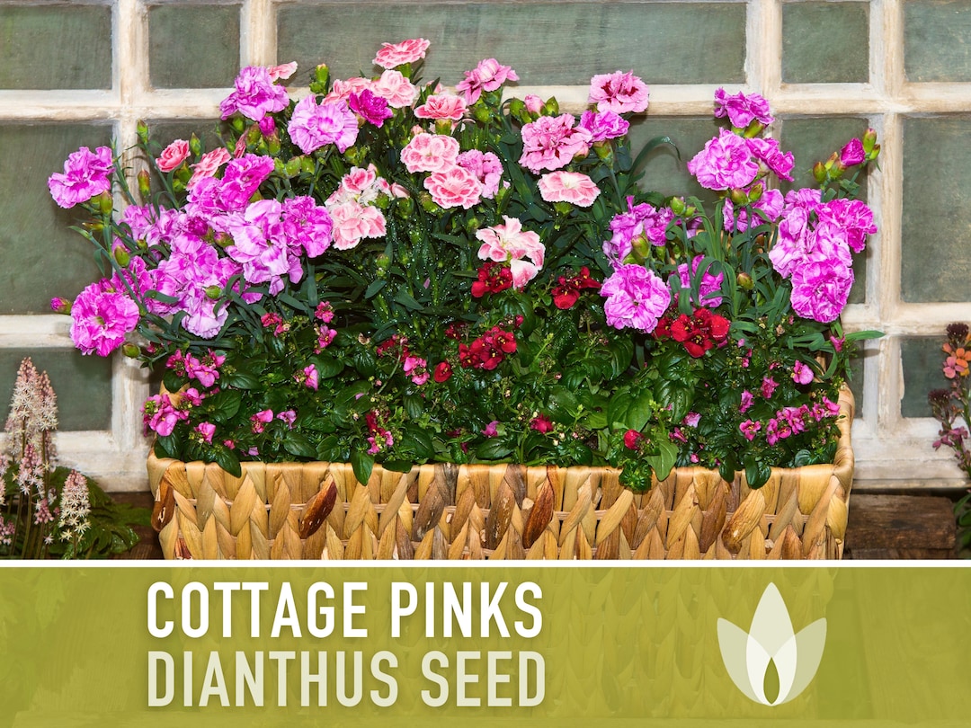 Cottage Pinks Dianthus Flower Seeds - Heirloom Seeds, Chinese Pinks ...