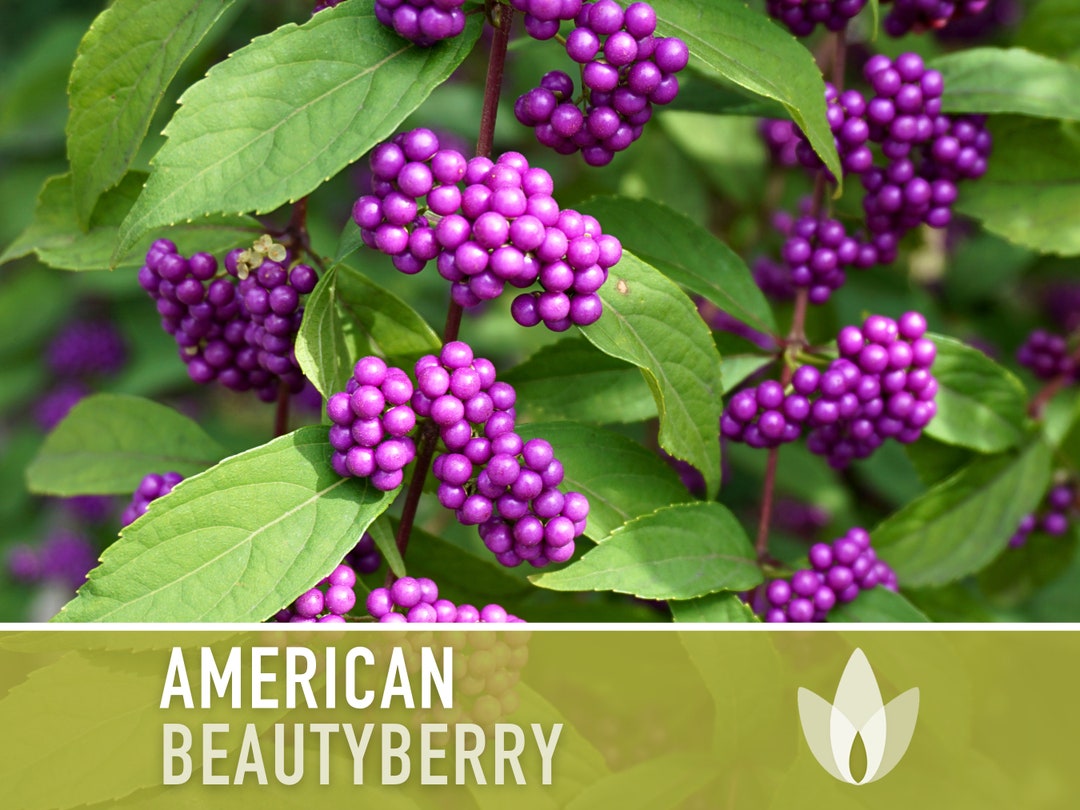 American Beautyberry Seeds – Heirloom Callicarpa, Medicinal Plant - Etsy
