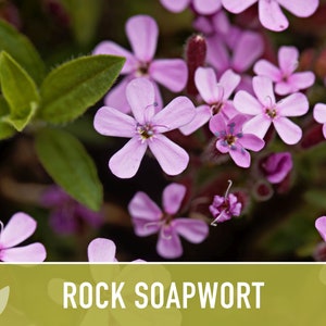 Rock Soapwort Flower Seeds - Pink Wildflower Ground Cover - Etsy