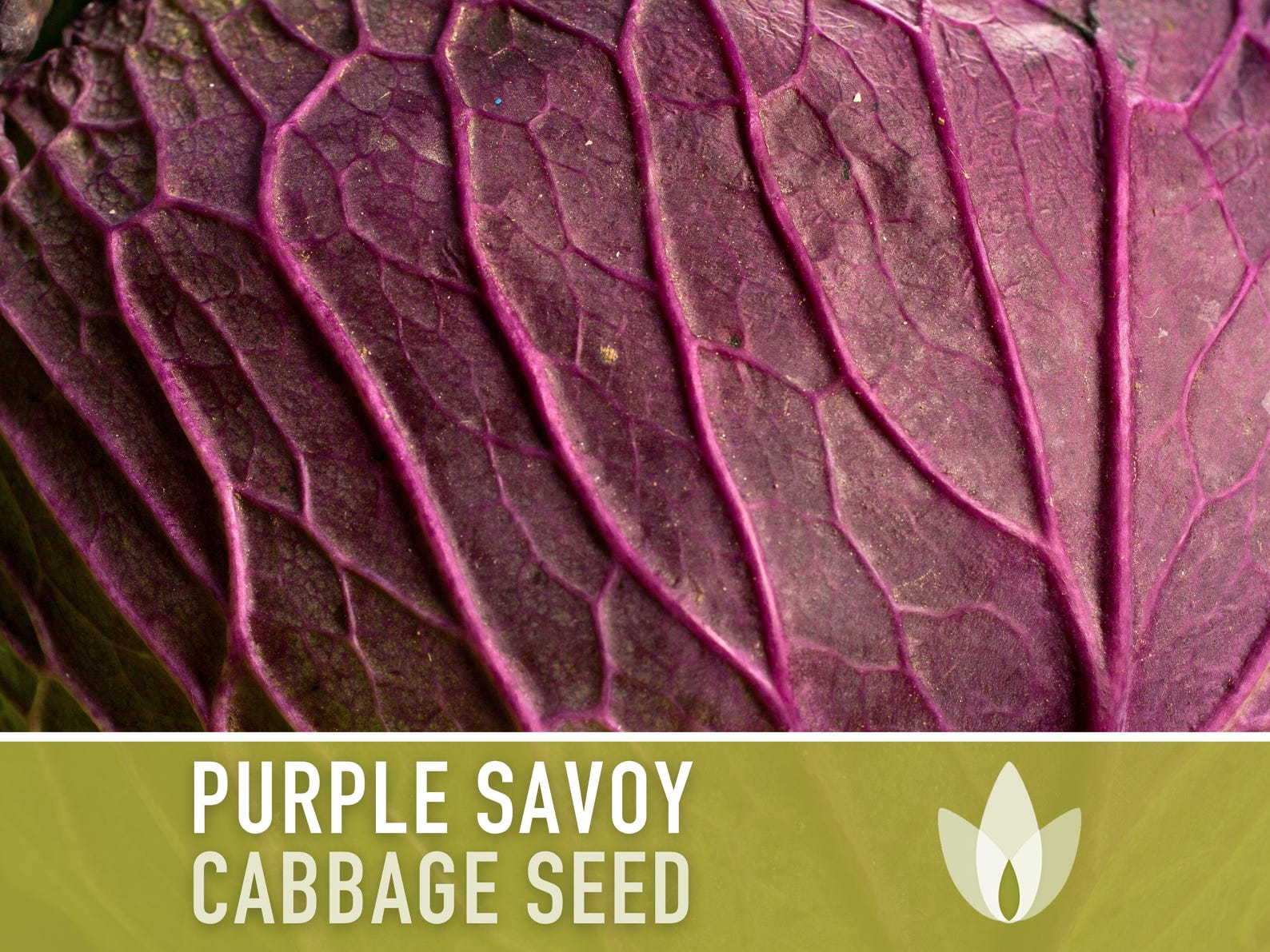 Purple Savoy Cabbage Seeds - Heirloom, Cold Hardy, 150 Seeds - Etsy