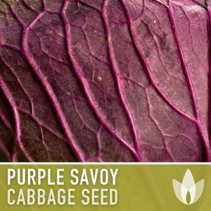 Purple Savoy Cabbage Seeds - Heirloom, Cold Hardy, 150 Seeds - Etsy