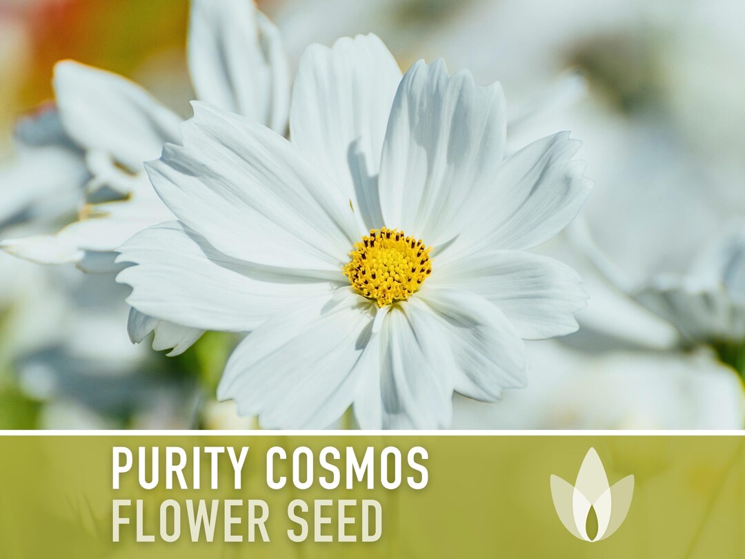 Cosmos, Purity Flower Seeds - Heirloom Seeds, Cut Flowers, Butterfly ...