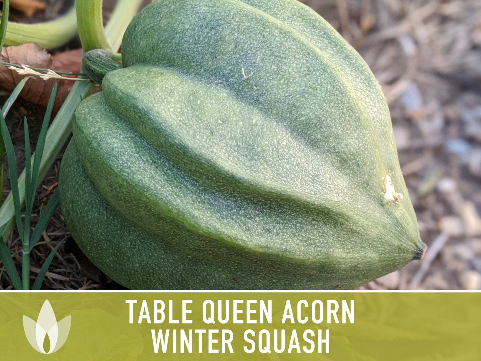 Table Queen Acorn Winter Squash Heirloom Seeds - Etsy
