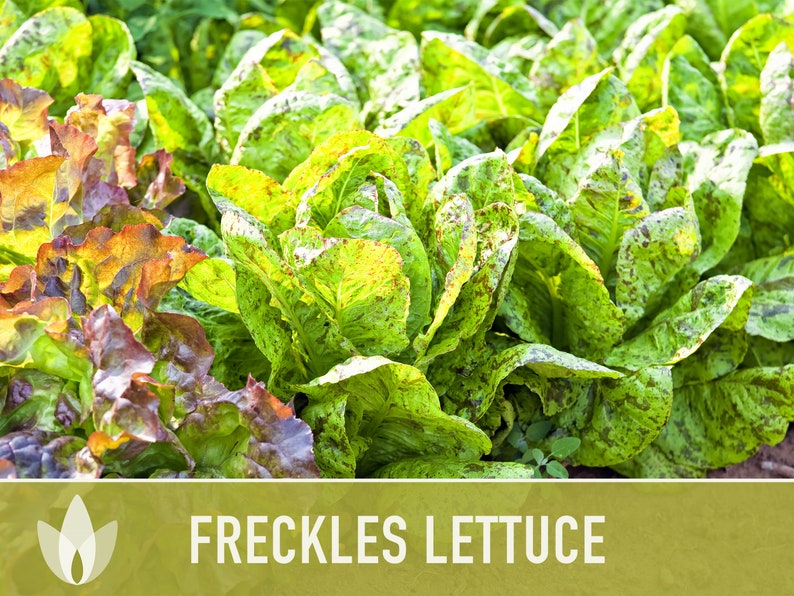 Freckles Romaine Lettuce Seeds – Speckled Salad, Heat Tolerant - Etsy