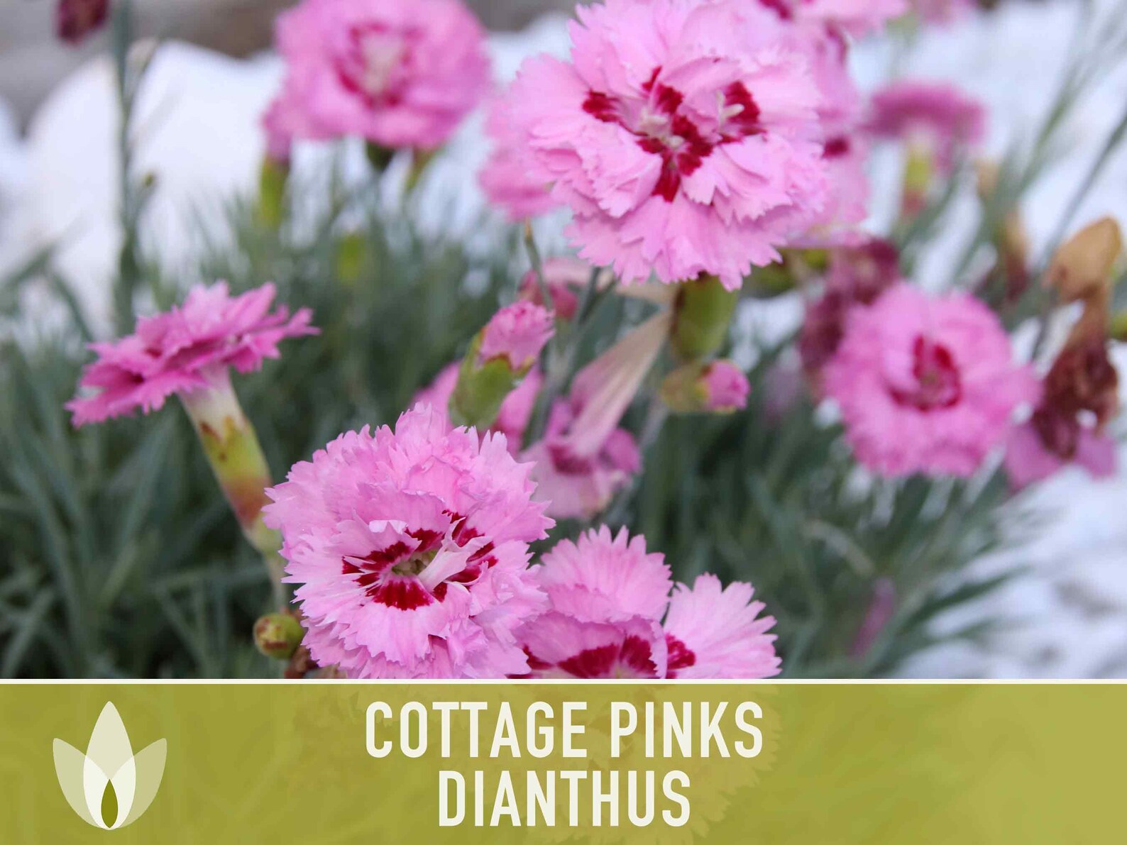 Cottage Pinks Dianthus Flower Seeds Heirloom Seeds Chinese - Etsy