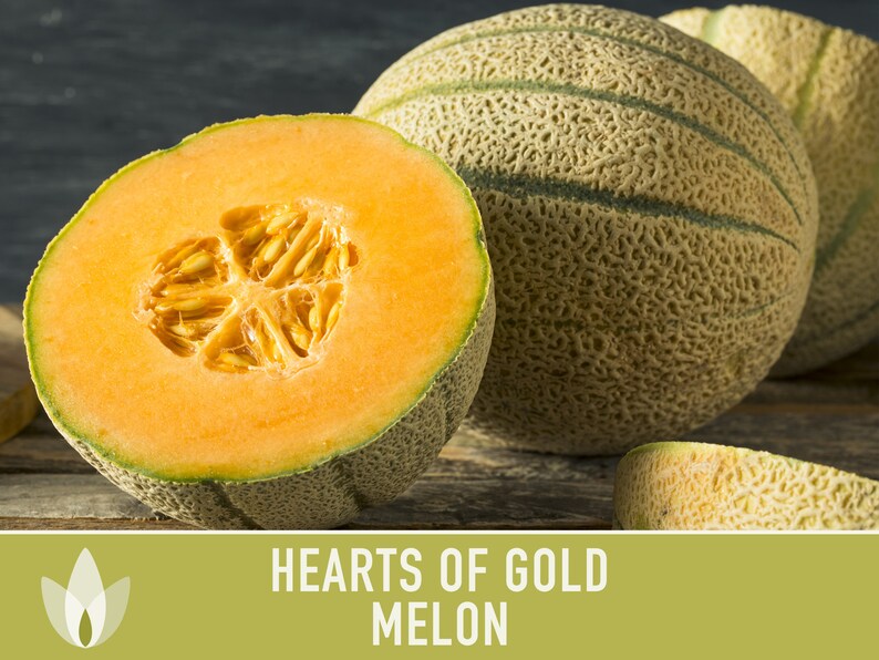 Hearts of Gold Melon Heirloom Seeds - Etsy