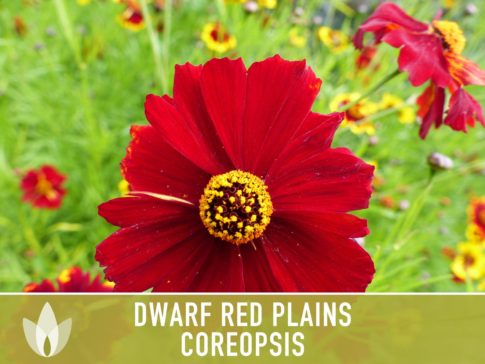 Dwarf Red Plains Coreopsis Flower Seeds, Heirloom, Pollinator Garden - Etsy