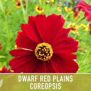 Dwarf Red Plains Coreopsis Flower Seeds, Heirloom, Pollinator Garden - Etsy