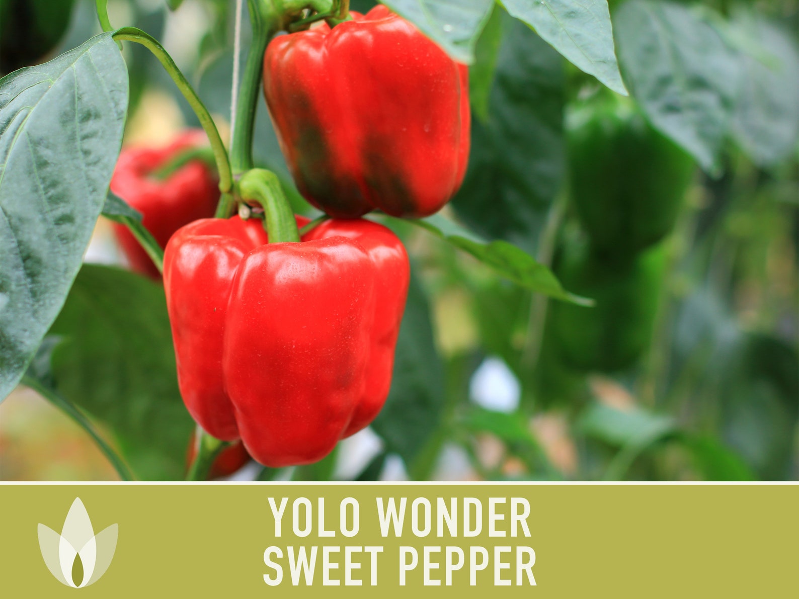 Yolo Wonder Sweet Bell Pepper Heirloom Seeds Stuffed Pepper - Etsy