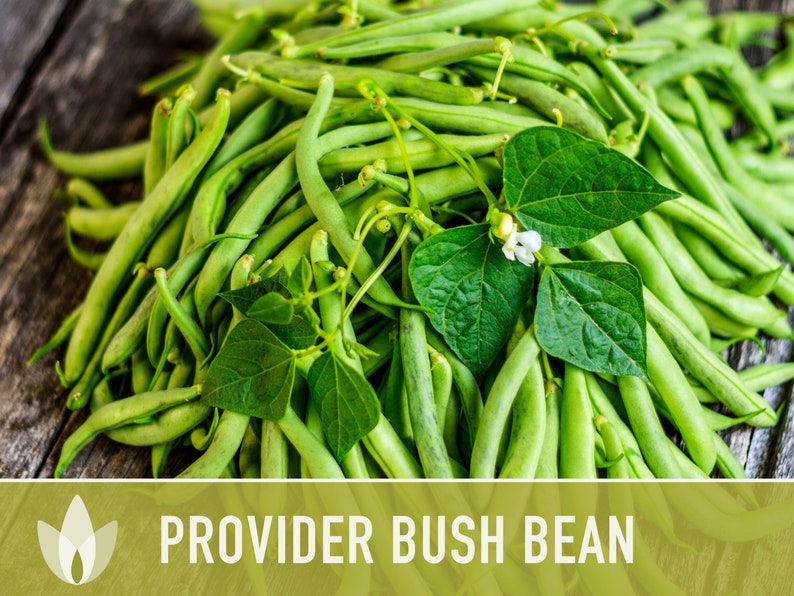 Provider Bush Bean Heirloom Seeds - Etsy