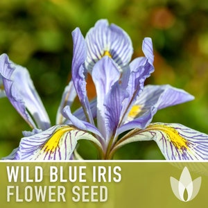Wild Blue Iris Flower Seeds - Heirloom Seeds, Missouri Native Flower ...