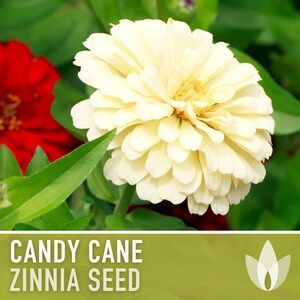 Zinnia, Candy Cane Mix Flower Seeds - Heirloom Seeds, Festive Red ...
