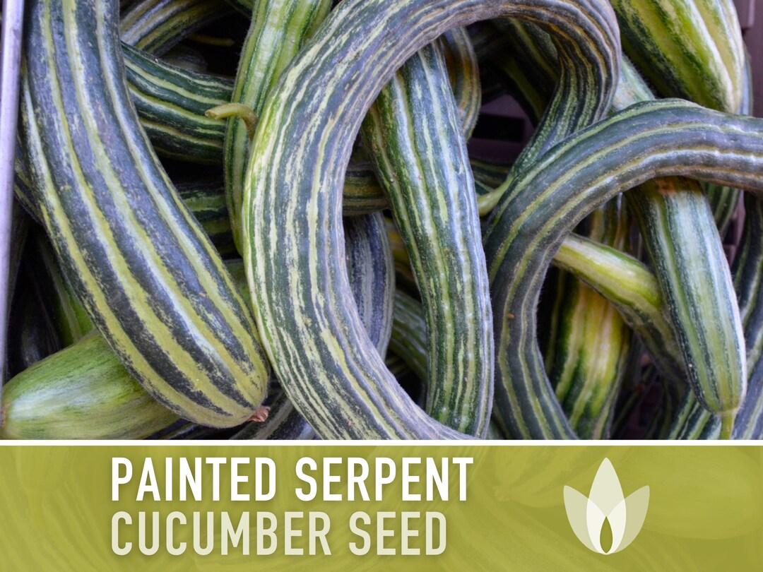 Painted Serpent, Armenian Striped Cucumber Seeds - Heirloom, Organic ...