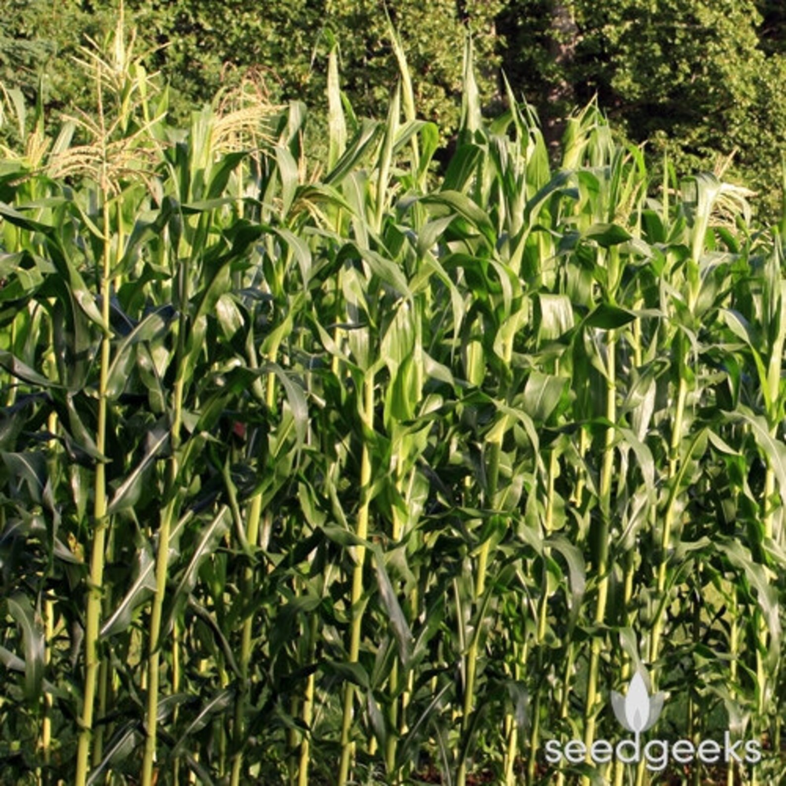 Hickory King Yellow Corn Heirloom Seeds Dent Corn Sweet - Etsy