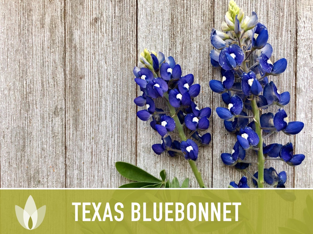 Texas Bluebonnet Flower Seeds Heirloom Seeds Texas State - Etsy
