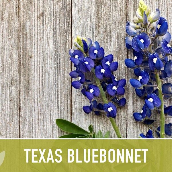Bluebonnet - Etsy