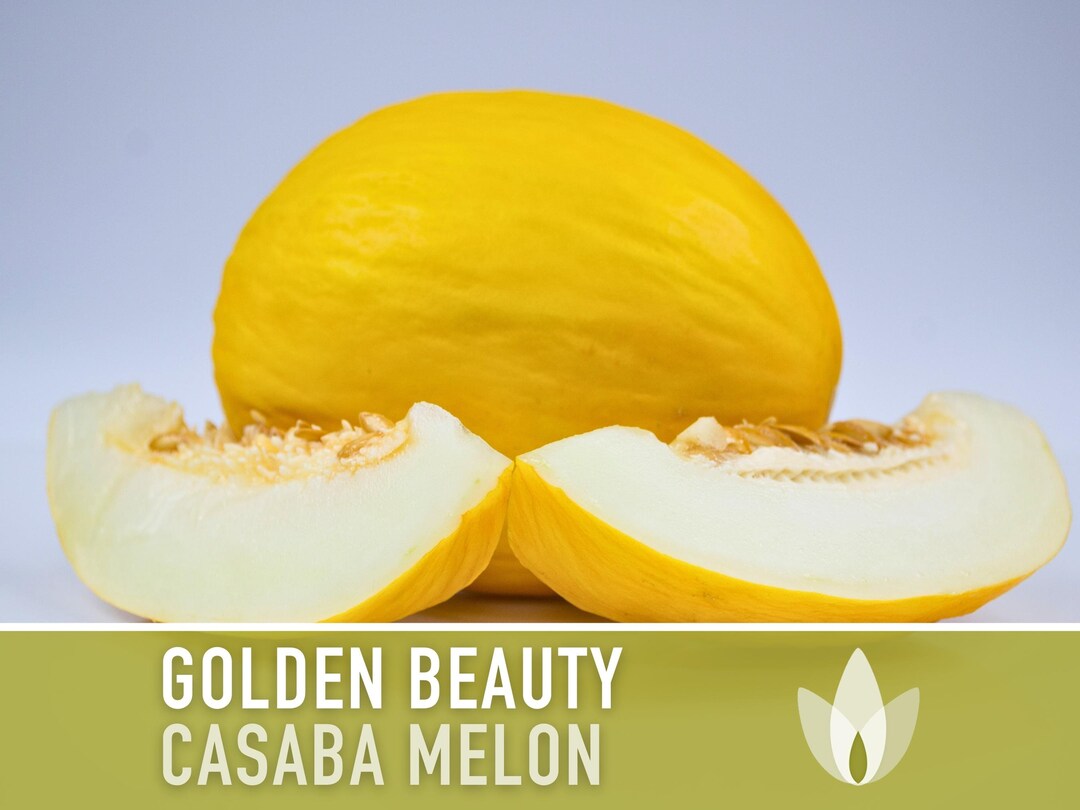 Golden Beauty Casaba Melon Seeds - Heirloom Seeds, White Flesh, Yellow ...