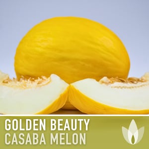 Golden Beauty Casaba Melon Seeds - Heirloom Seeds, White Flesh, Yellow ...